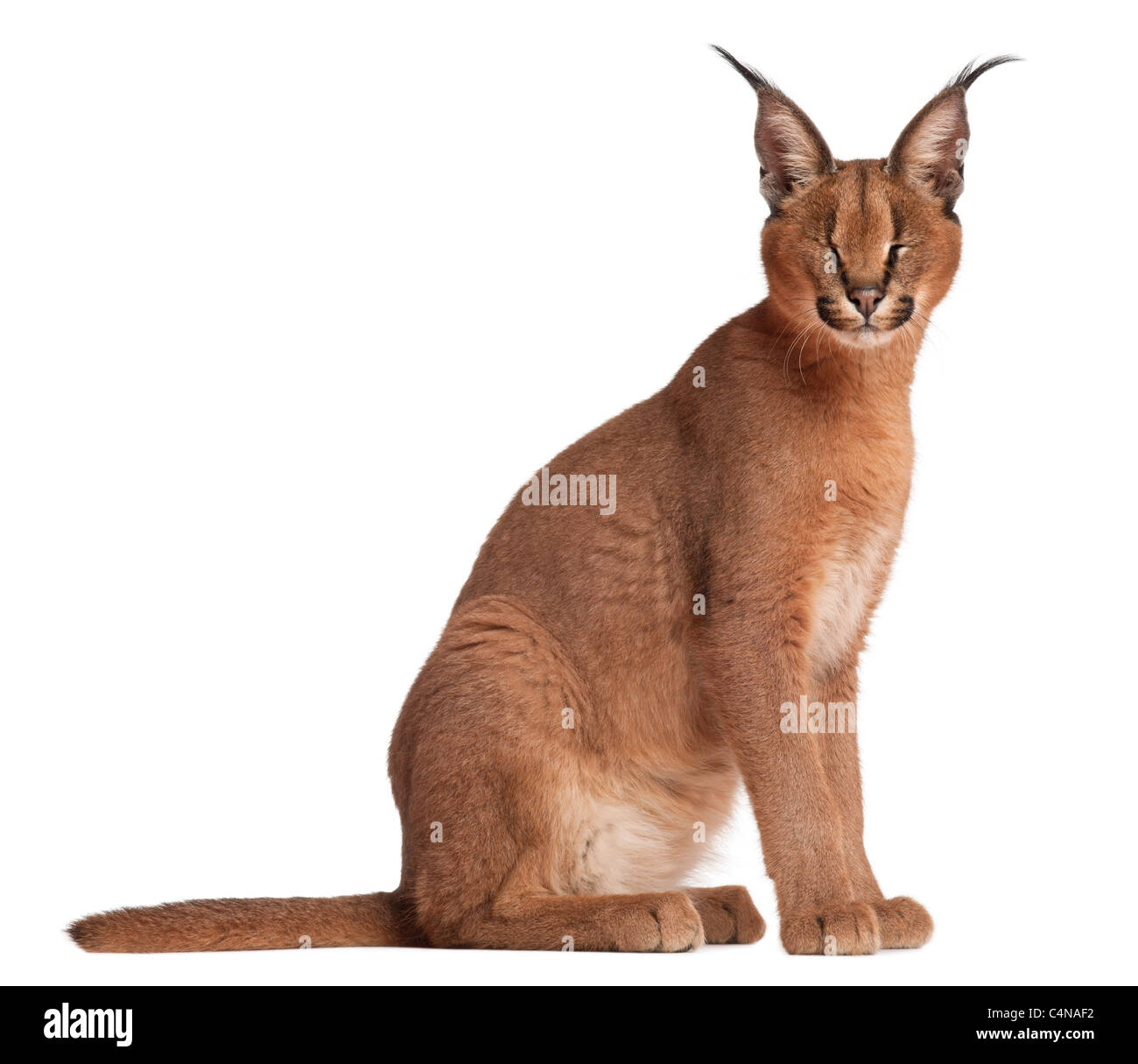 Portrait caracal sitting in hi-res stock photography and images - Alamy
