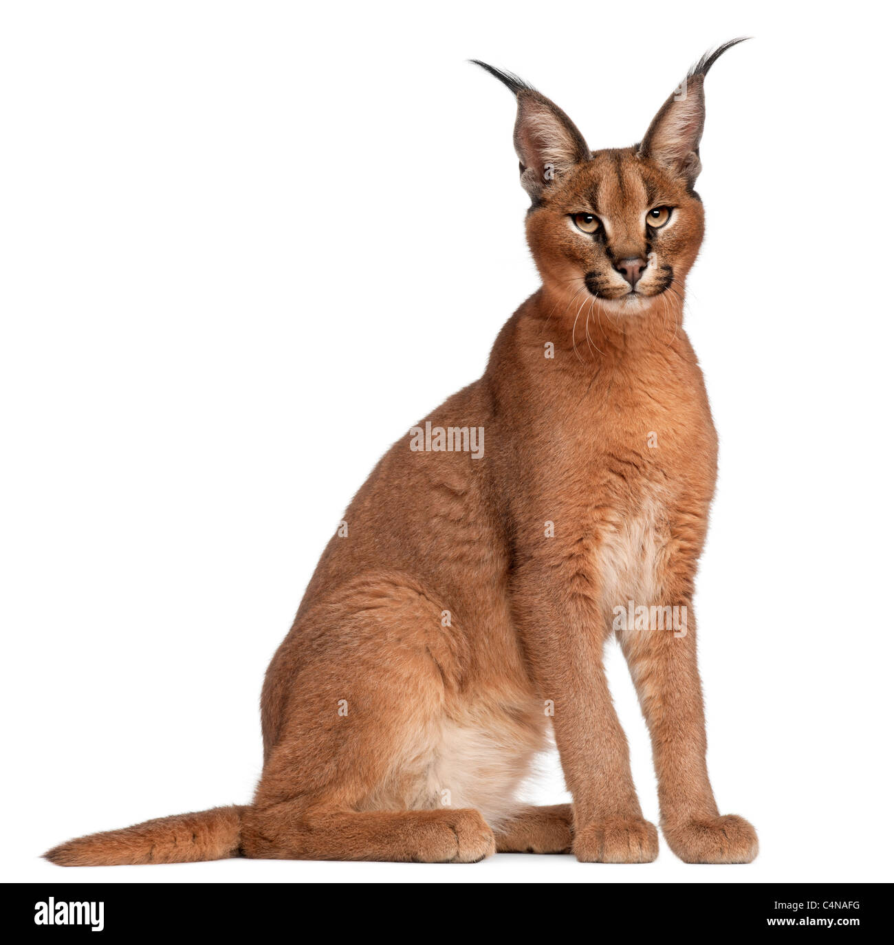 Caracal, Caracal caracal, 6 months old, in front of white background ...