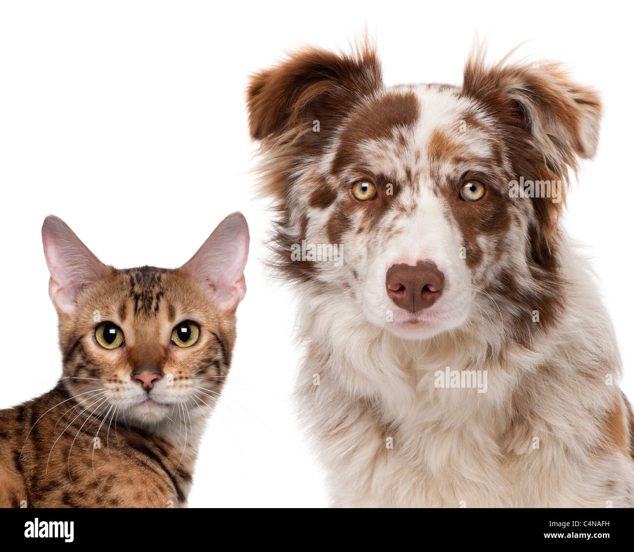 Red merle border collie hi-res stock photography and images - Alamy