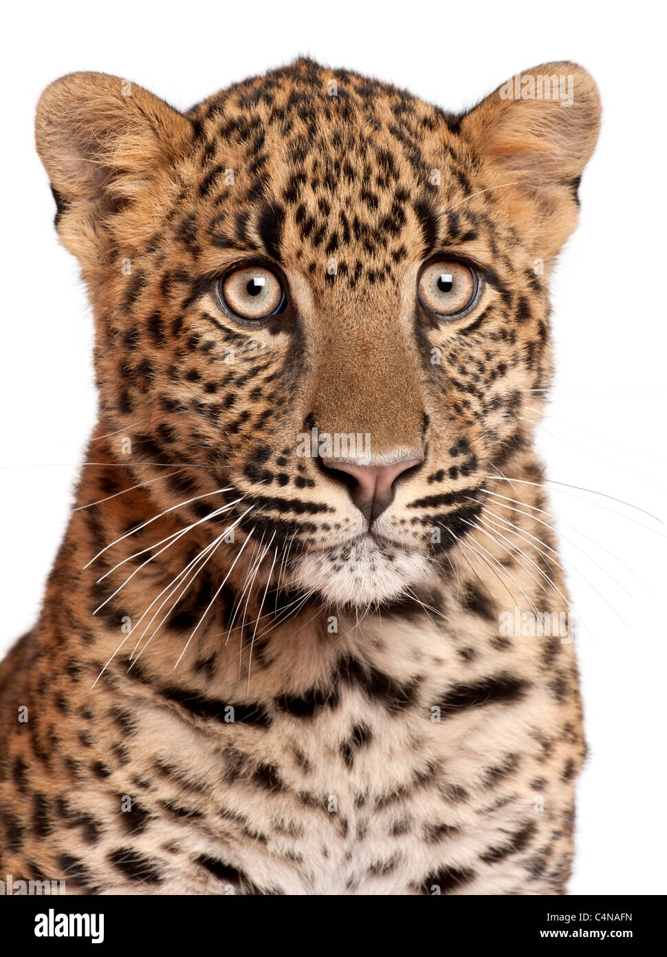Leopard up close hi-res stock photography and images - Alamy