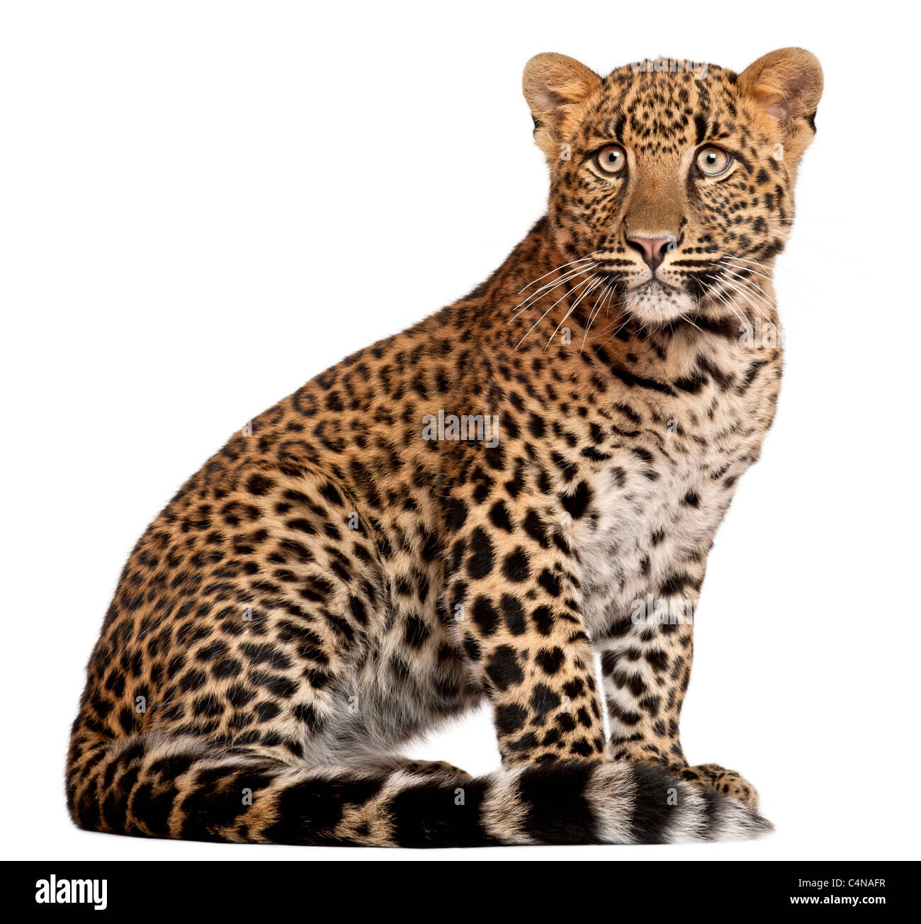 Leopard, Panthera pardus, 6 months old, sitting in front of white ...