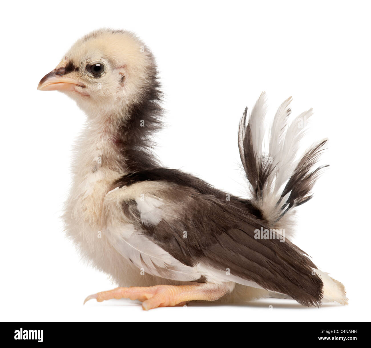 Serama, Malay Ayam Serama, a bantam breed of chicken, 3 weeks old, in ...