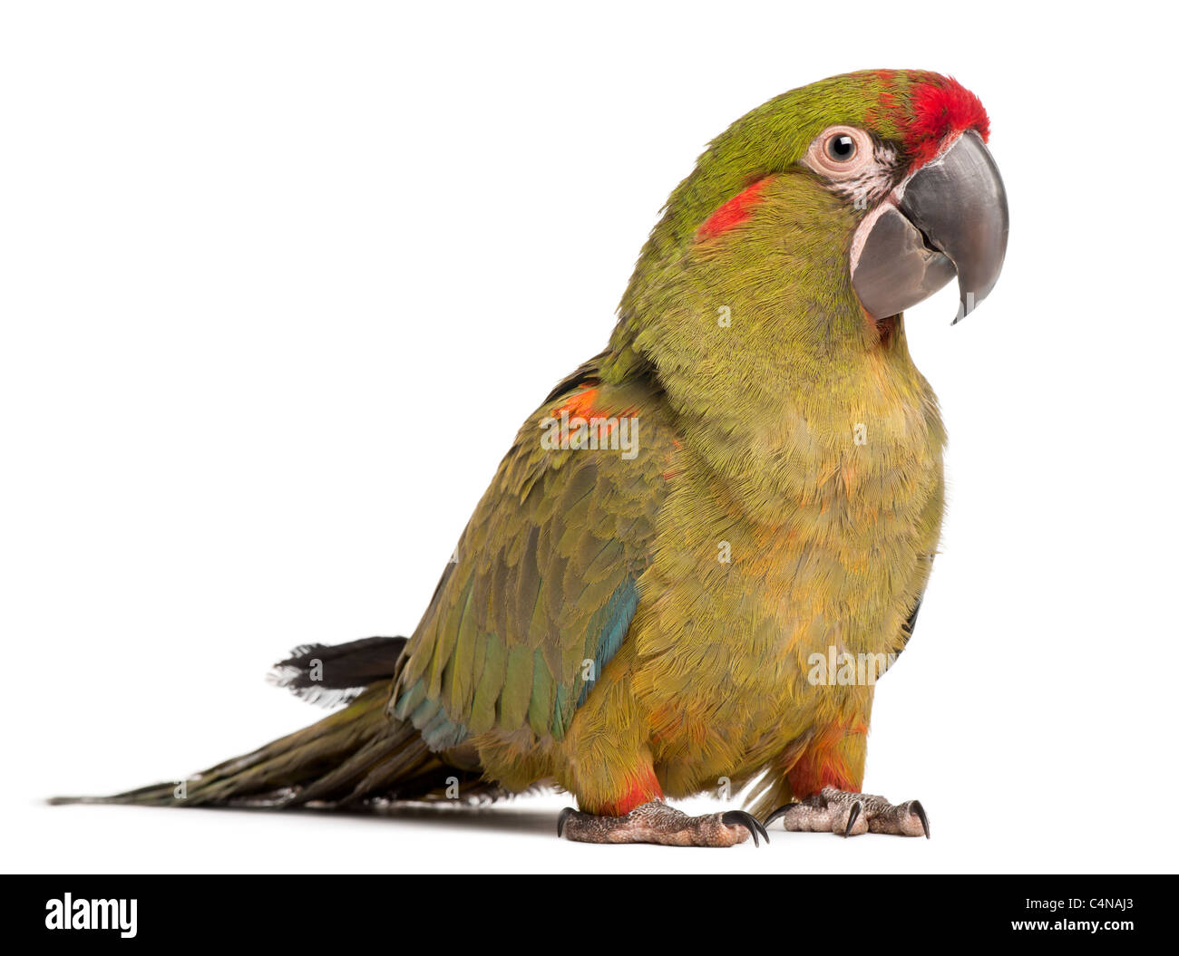 Red-fronted Macaw, Ara rubrogenys, 6 months old, in front of white ...