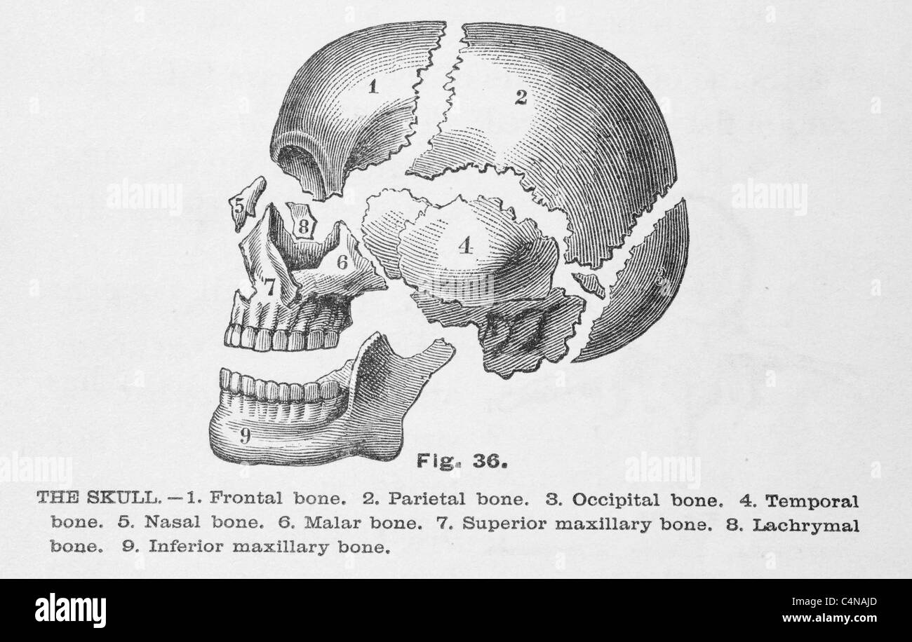 Antique medical illustration of skull, cranium, brain, head, face Stock ...