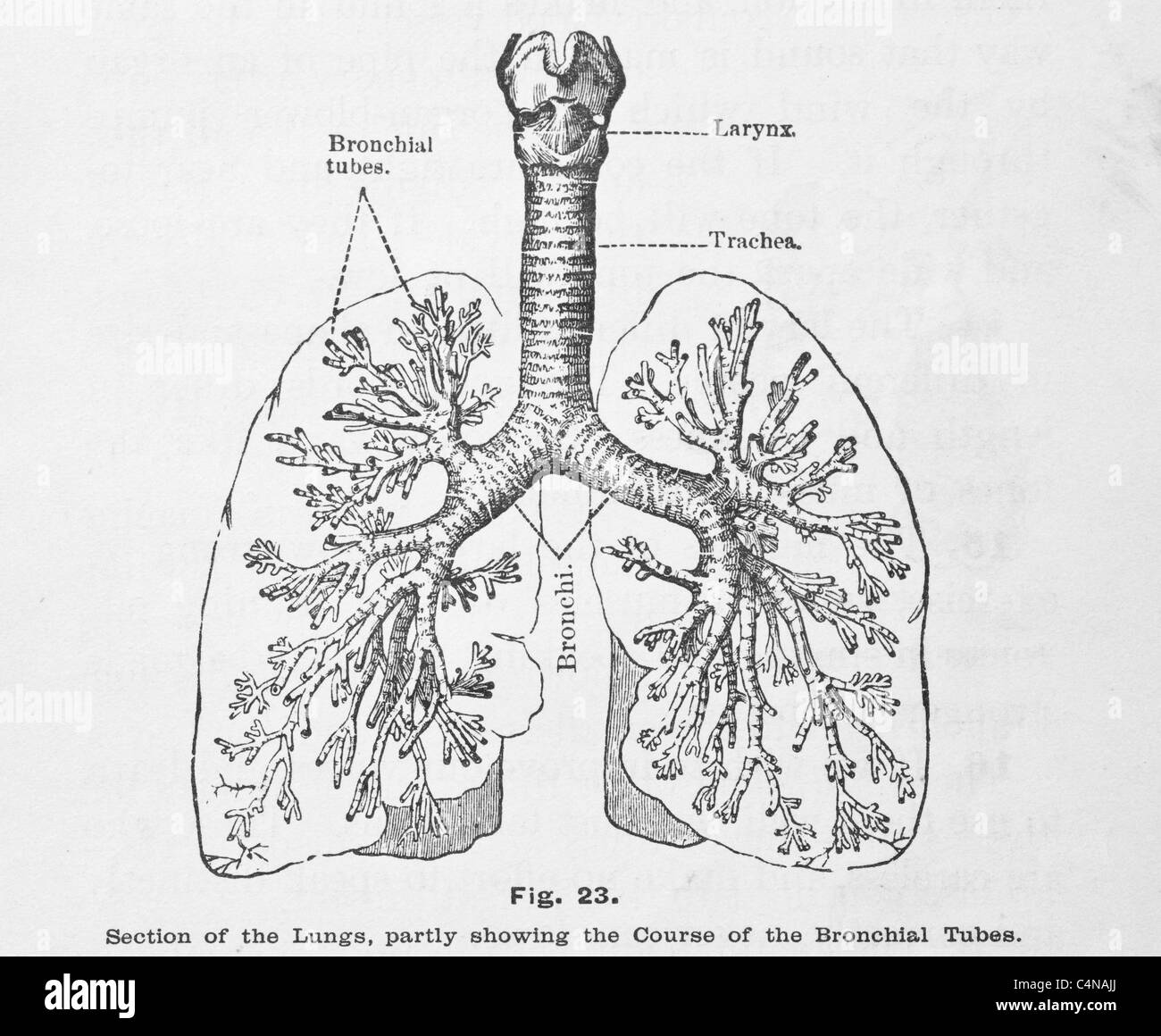Illustration Pulmonaire Vintage Page 4 | Lungs Png Vintage