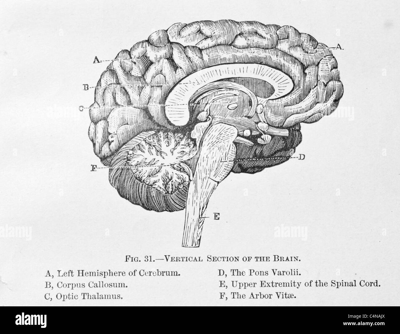 Cerebral cortex Black and White Stock Photos & Images - Alamy