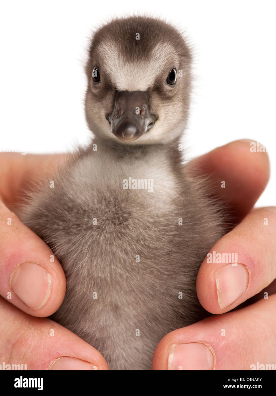 Hands holding Hawaiian Goose or Nēnē, Branta sandvicensis, a species of ...