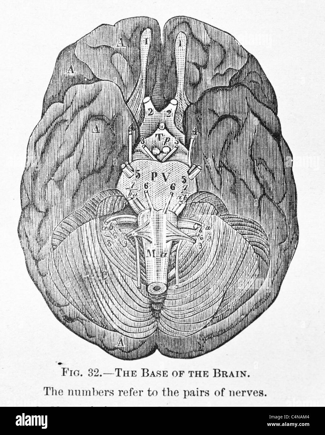 Antique medical illustration of skull, cranium, brain, head, face Stock ...