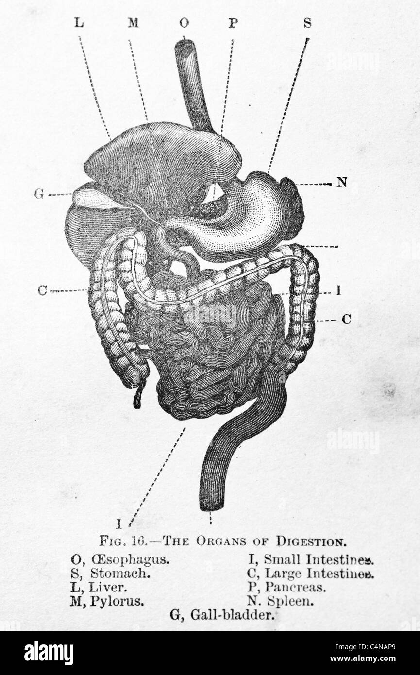 Antique medical illustration of human viscera, internal organs and the ...