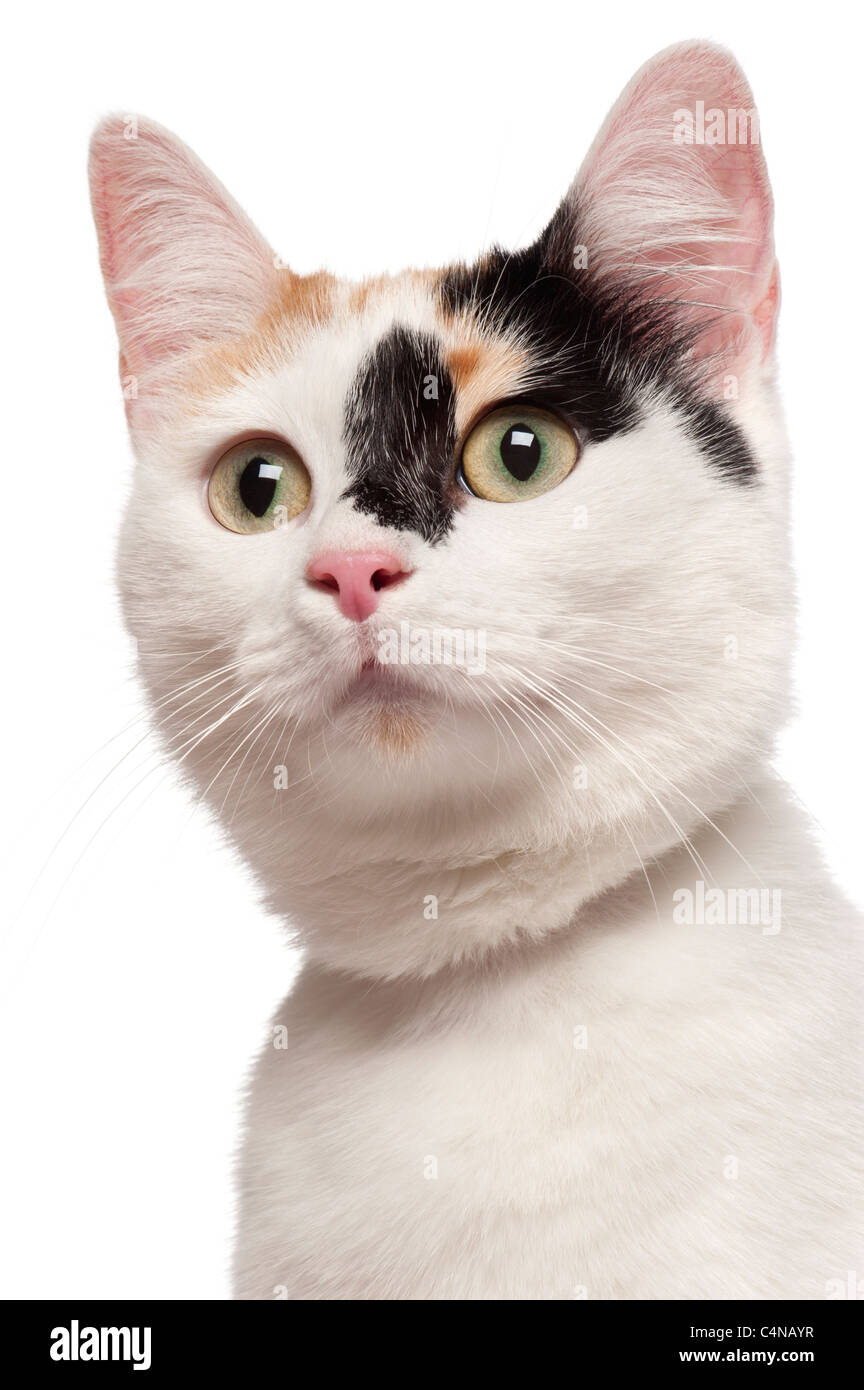 Cross breed cat hi-res stock photography and images - Alamy