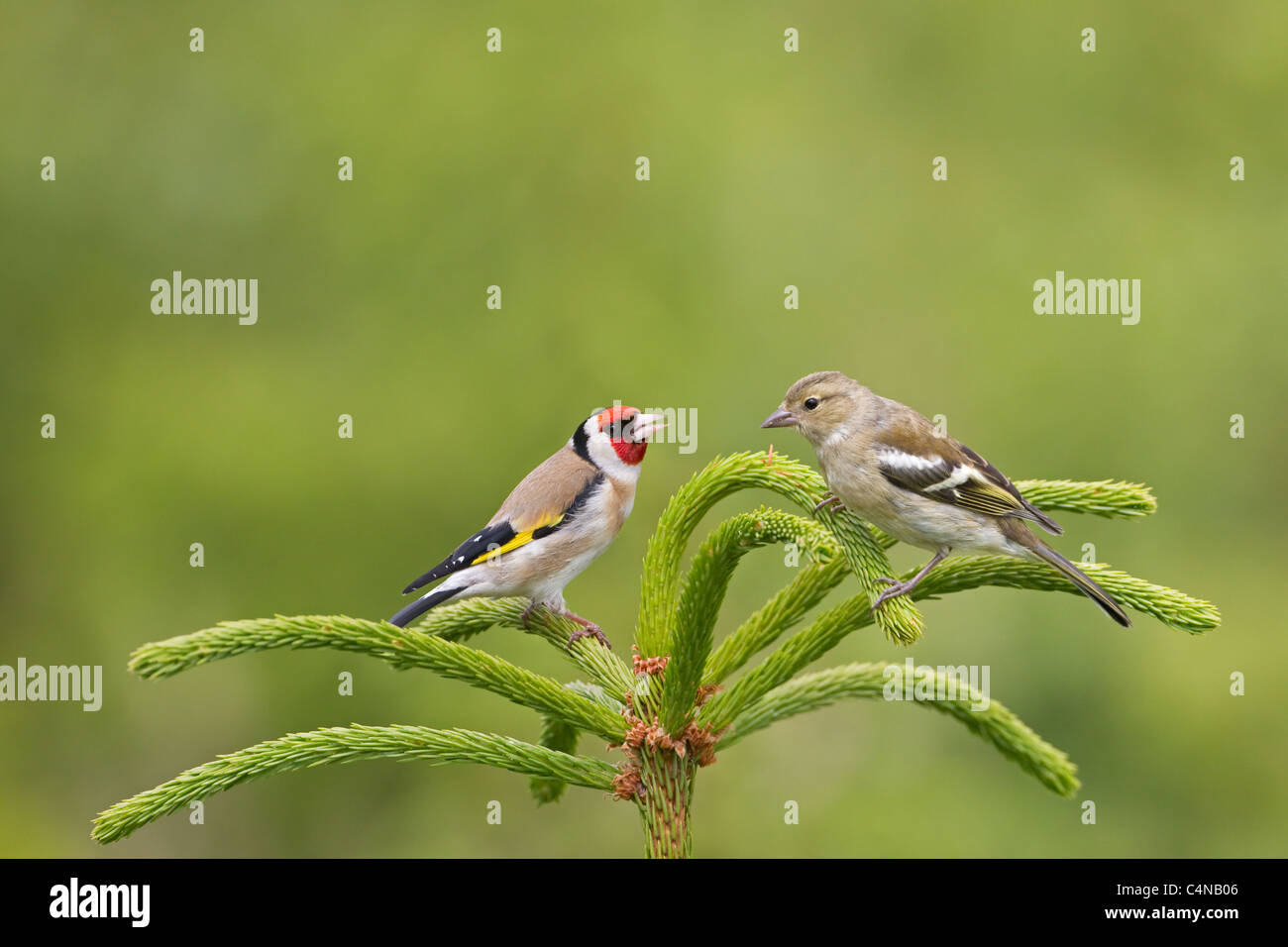 Two small goldfinches hi-res stock photography and images - Alamy