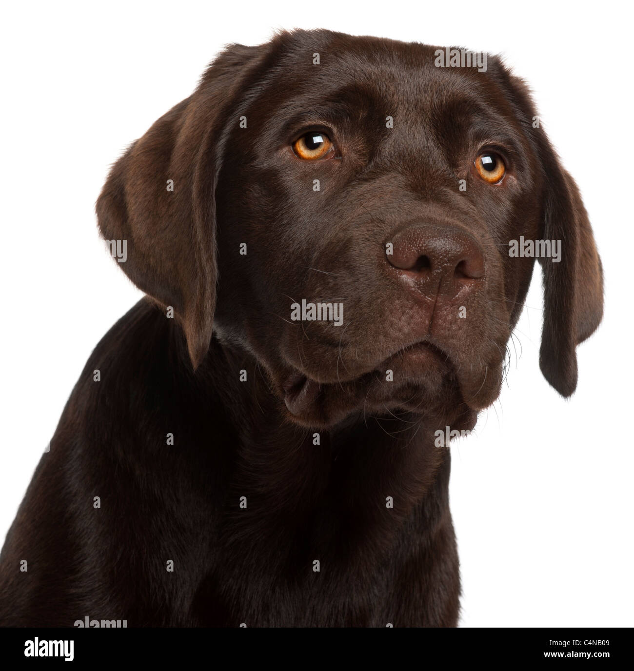 Close-up of Labrador Retriever puppy, 5 months old, in front of white ...