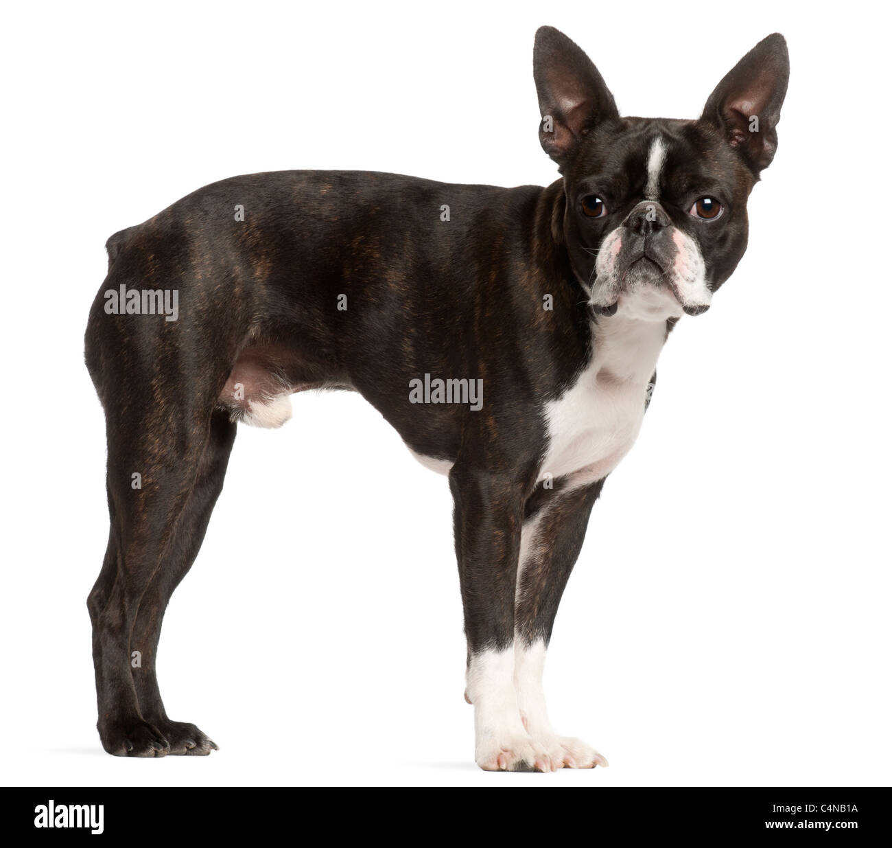 Boston Terrier, 1 year old, standing in front of white background Stock ...