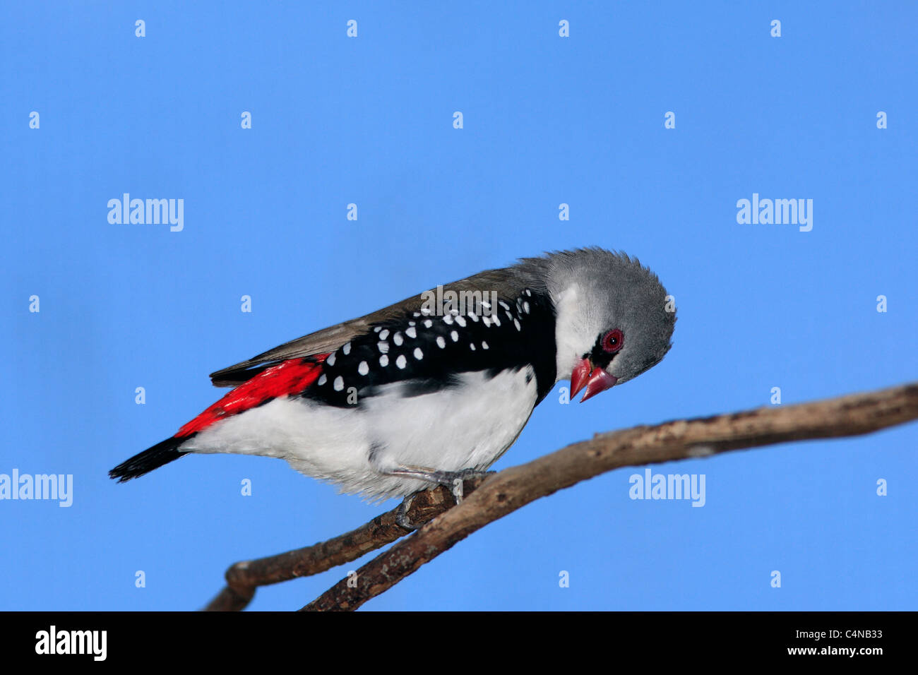 A Diamond Firetail Finch, Emblema guttata,(previously Stagonopleura ...