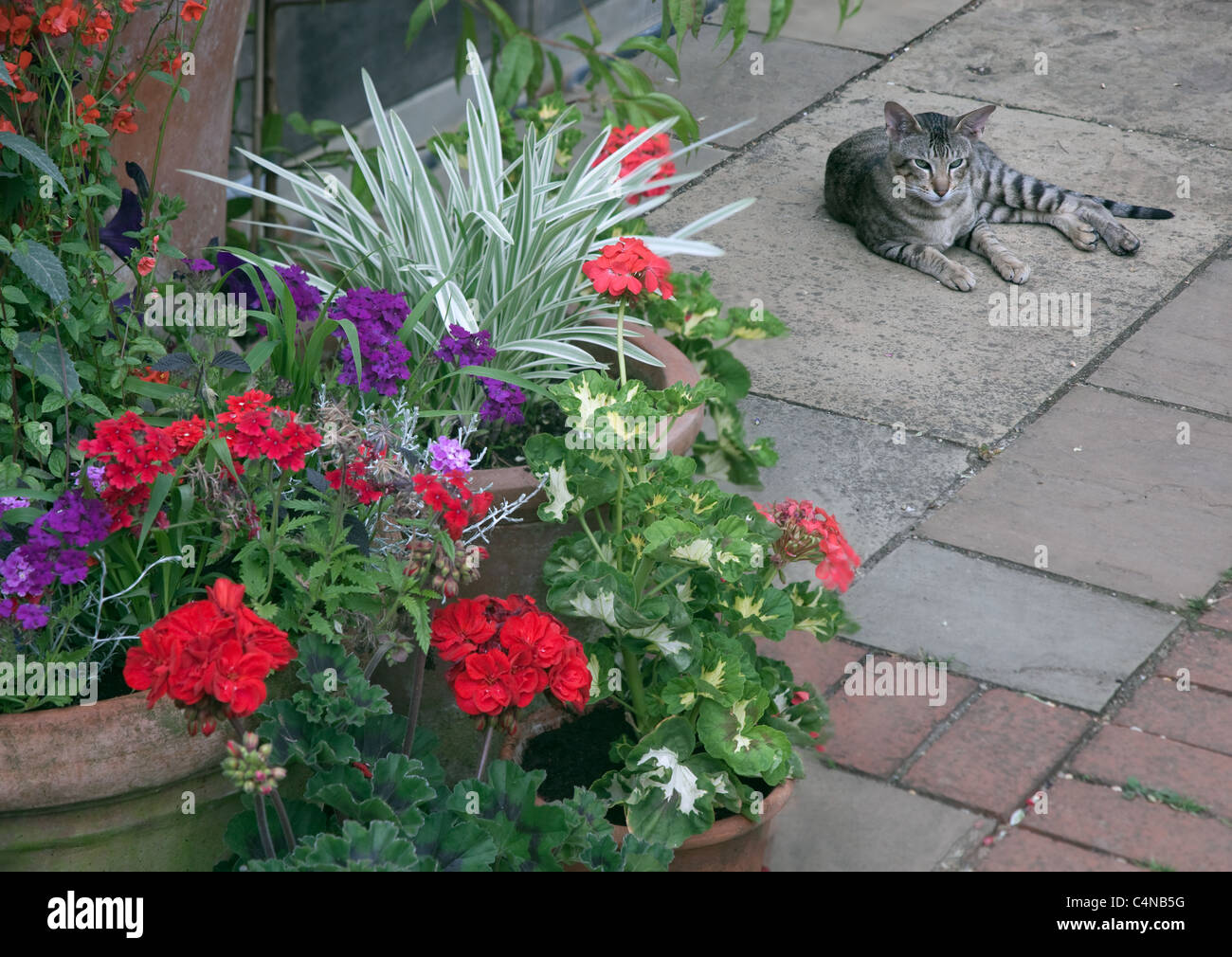Siamese cat resting on garden patio Stock Photo - Alamy