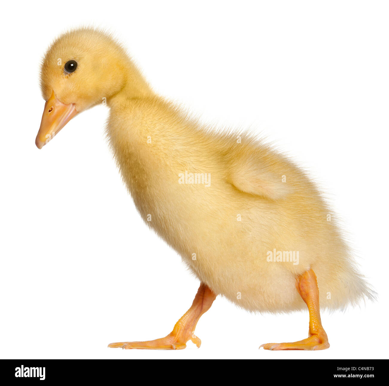 Duckling, 1 week old, walking in front of white background Stock Photo ...
