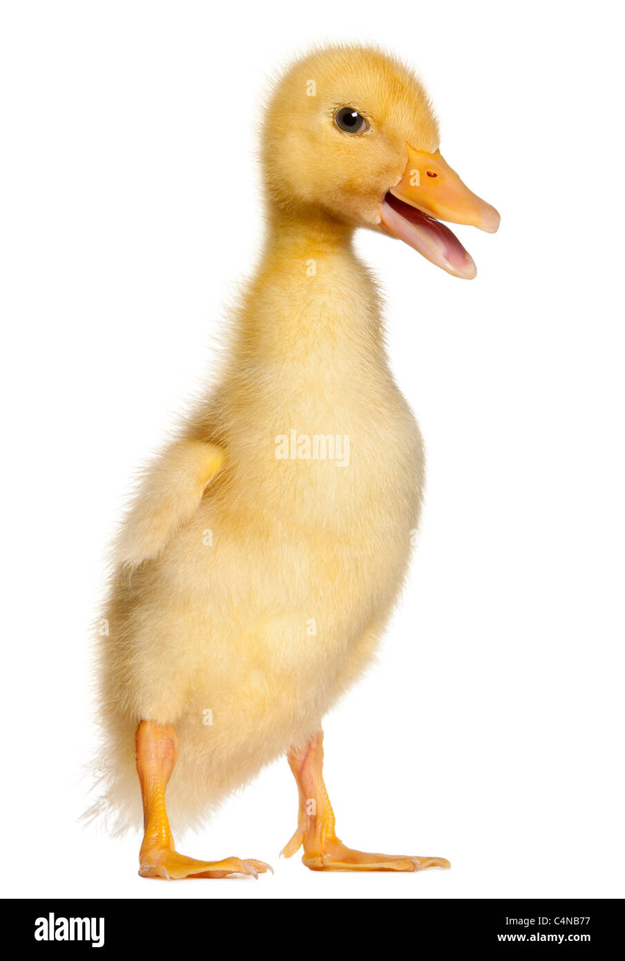 Duckling, 1 week old, standing in front of white background Stock Photo ...