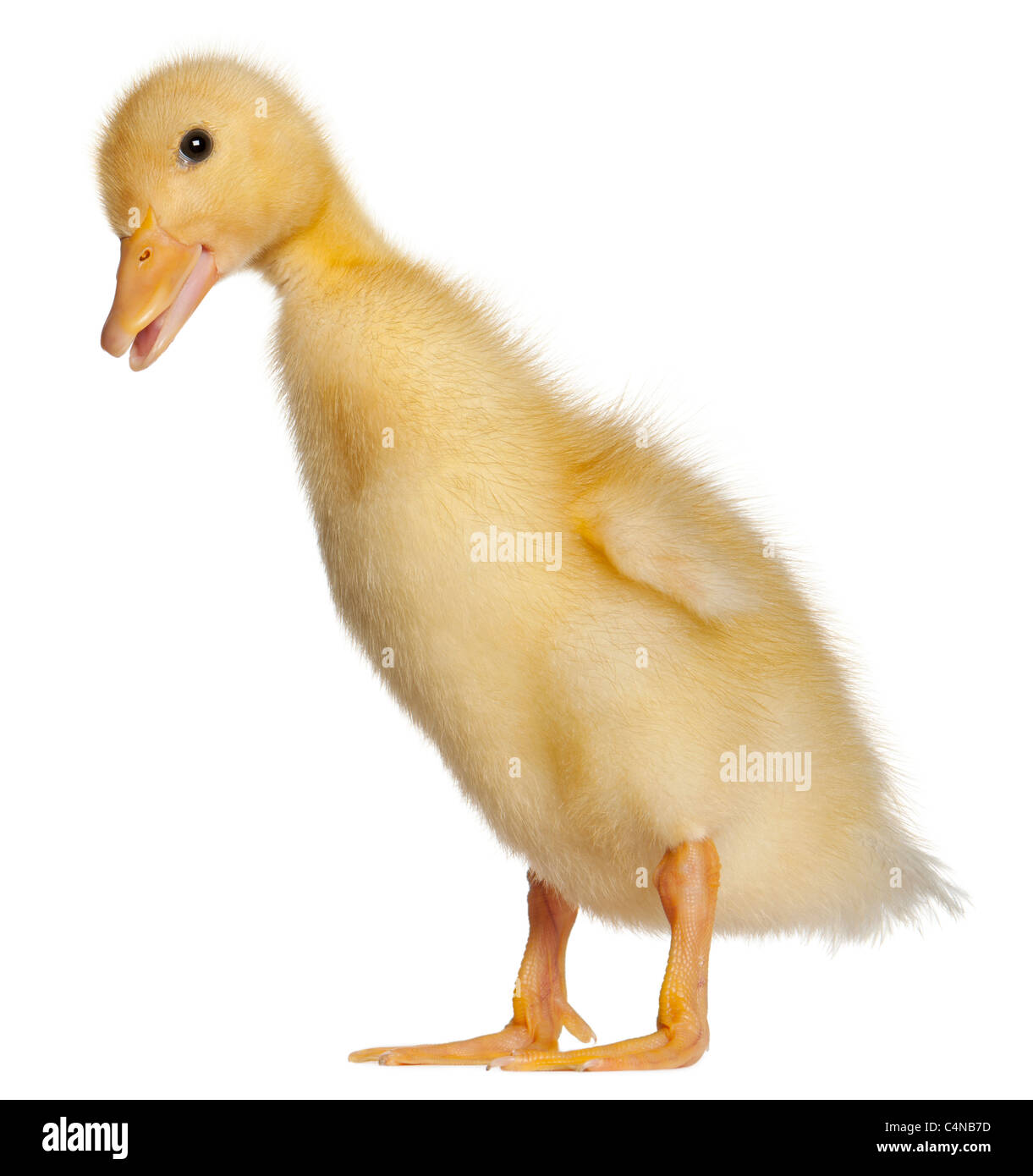 Duckling, 1 week old, standing in front of white background Stock Photo ...
