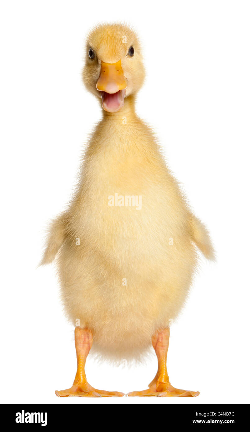 Duckling, 1 week old, standing in front of white background Stock Photo ...