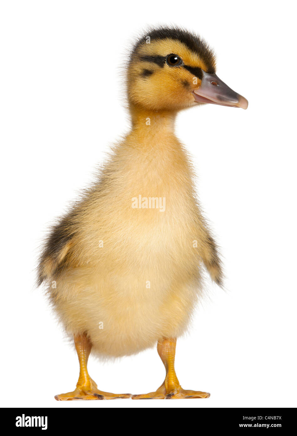 Duckling hi-res stock photography and images - Alamy
