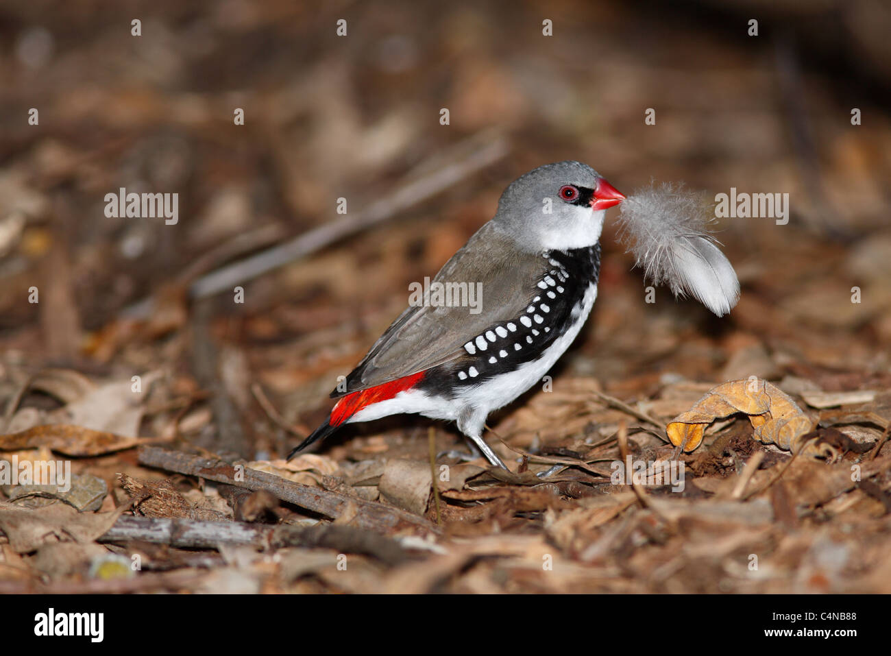 Diamond Firetail Finch, Emblema guttata,(previously Stagonopleura ...