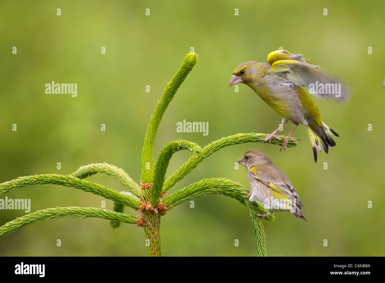 Green woodland birds hi-res stock photography and images - Alamy