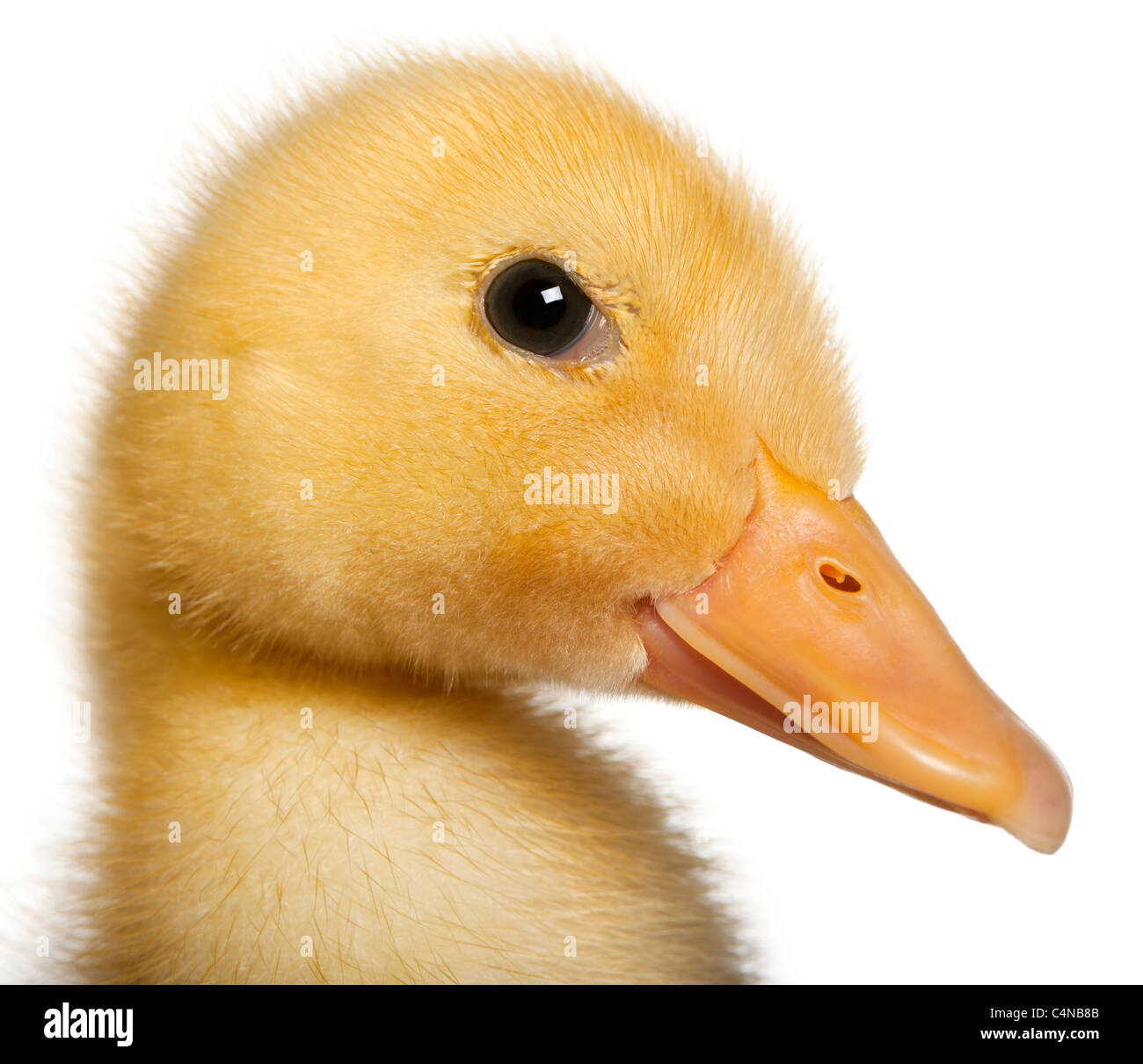 Close-up of Duckling, 1 week old, in front of white background Stock ...