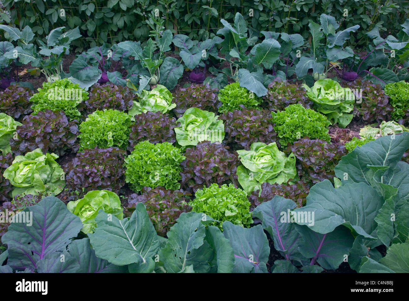 Mixed lettuces and cabbages in vegetable garden Stock Photo - Alamy