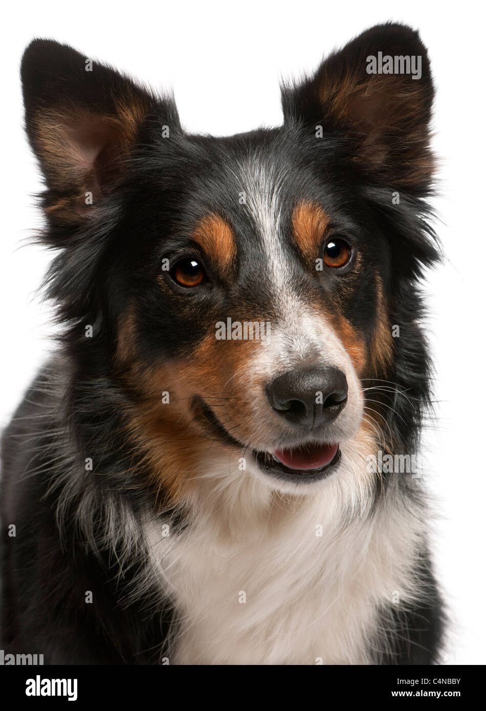 Close-up of Border Collie, in front of white background Stock Photo - Alamy