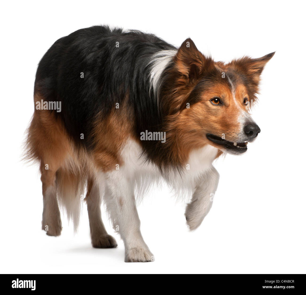 Border collie walking Cut Out Stock Images & Pictures - Alamy