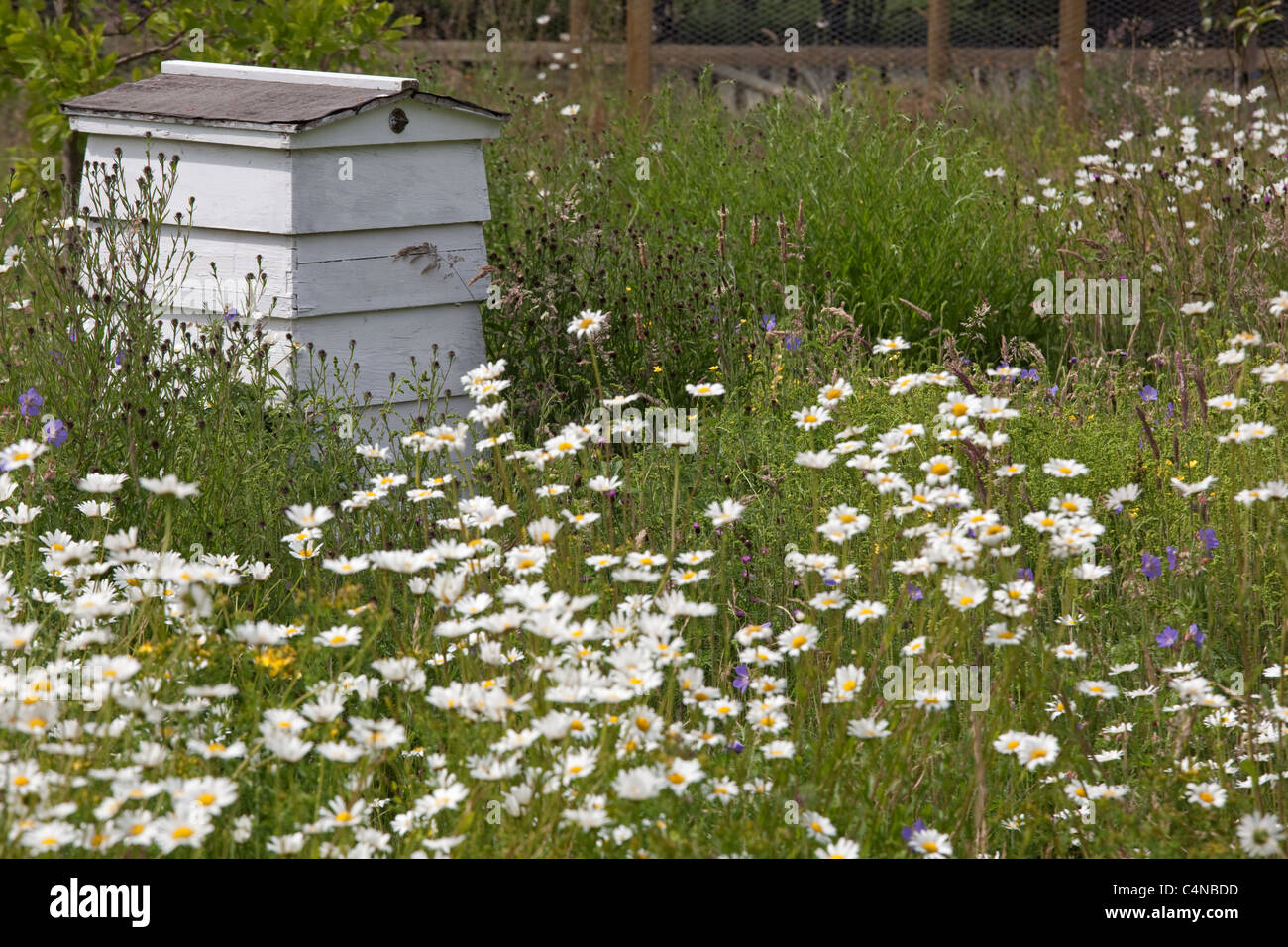 Tradtional bee hives in garden setting Stock Photo - Alamy