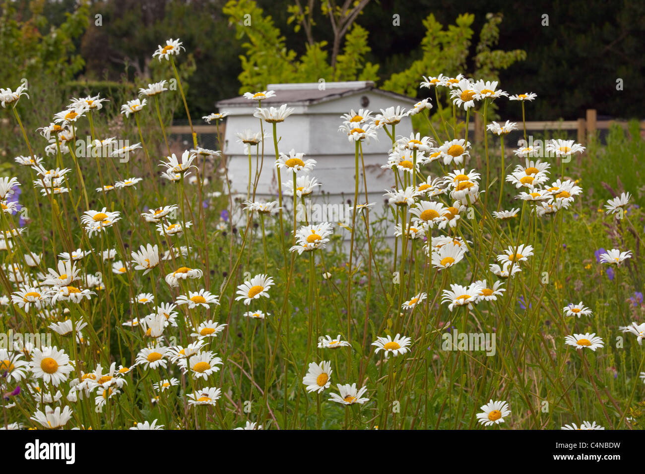 Traditional beehives hi-res stock photography and images - Alamy