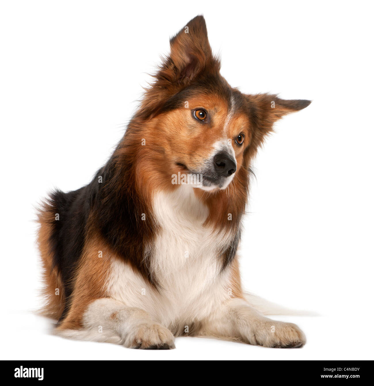 Male Border Collie, 3 years old, lying in front of white background ...