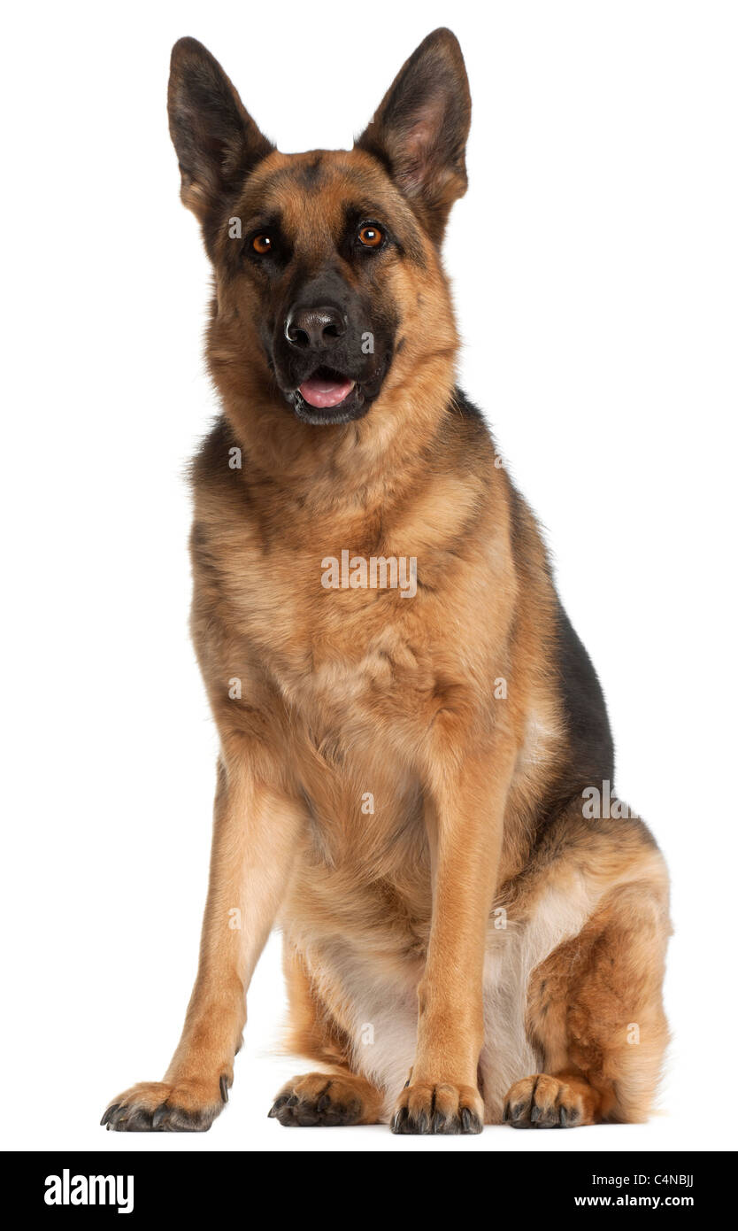 German Shepherd Dog, 4 years old, sitting in front of white background ...