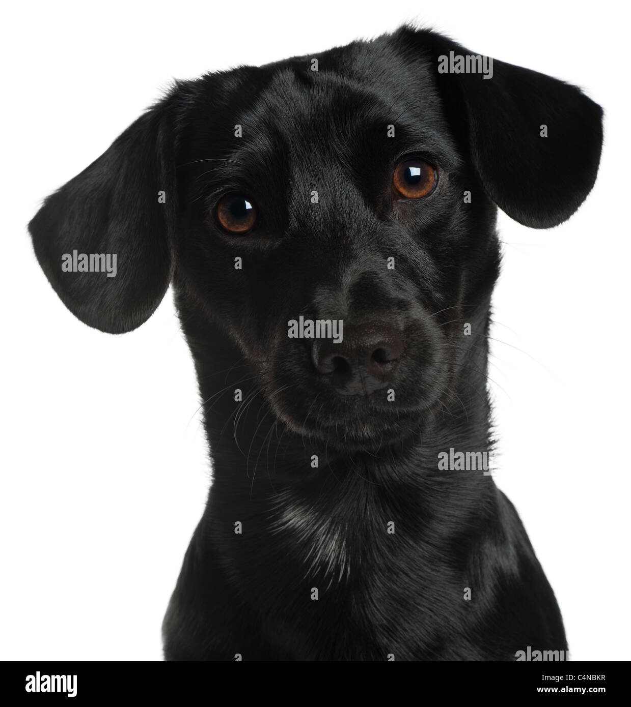 Close-up of Dachshund, 8 months old, in front of white background Stock ...