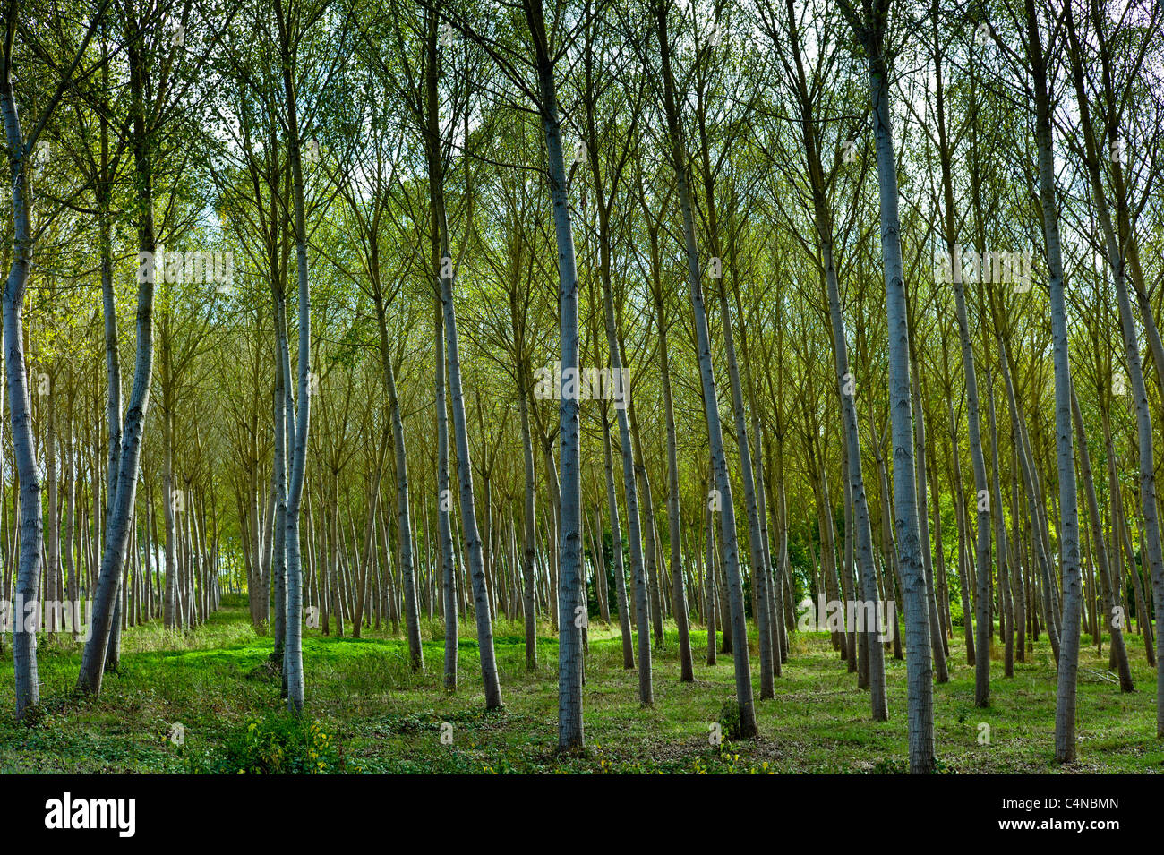 Grove of poplar trees at in the Bordeaux region of France Stock Photo ...
