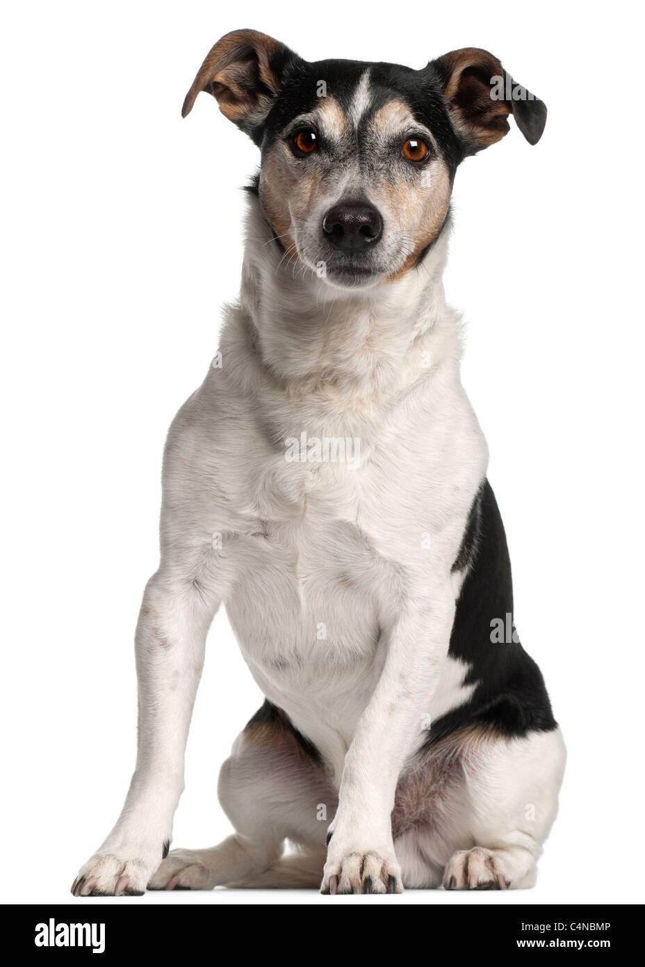Jack Russell Sitting
