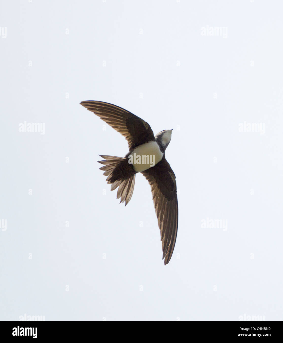 Alpine Swift Apus melba in flight wings spread and tail spread Turkey ...