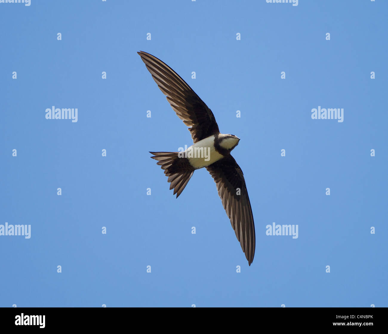Alpine Swift Apus Melba High Resolution Stock Photography and Images ...