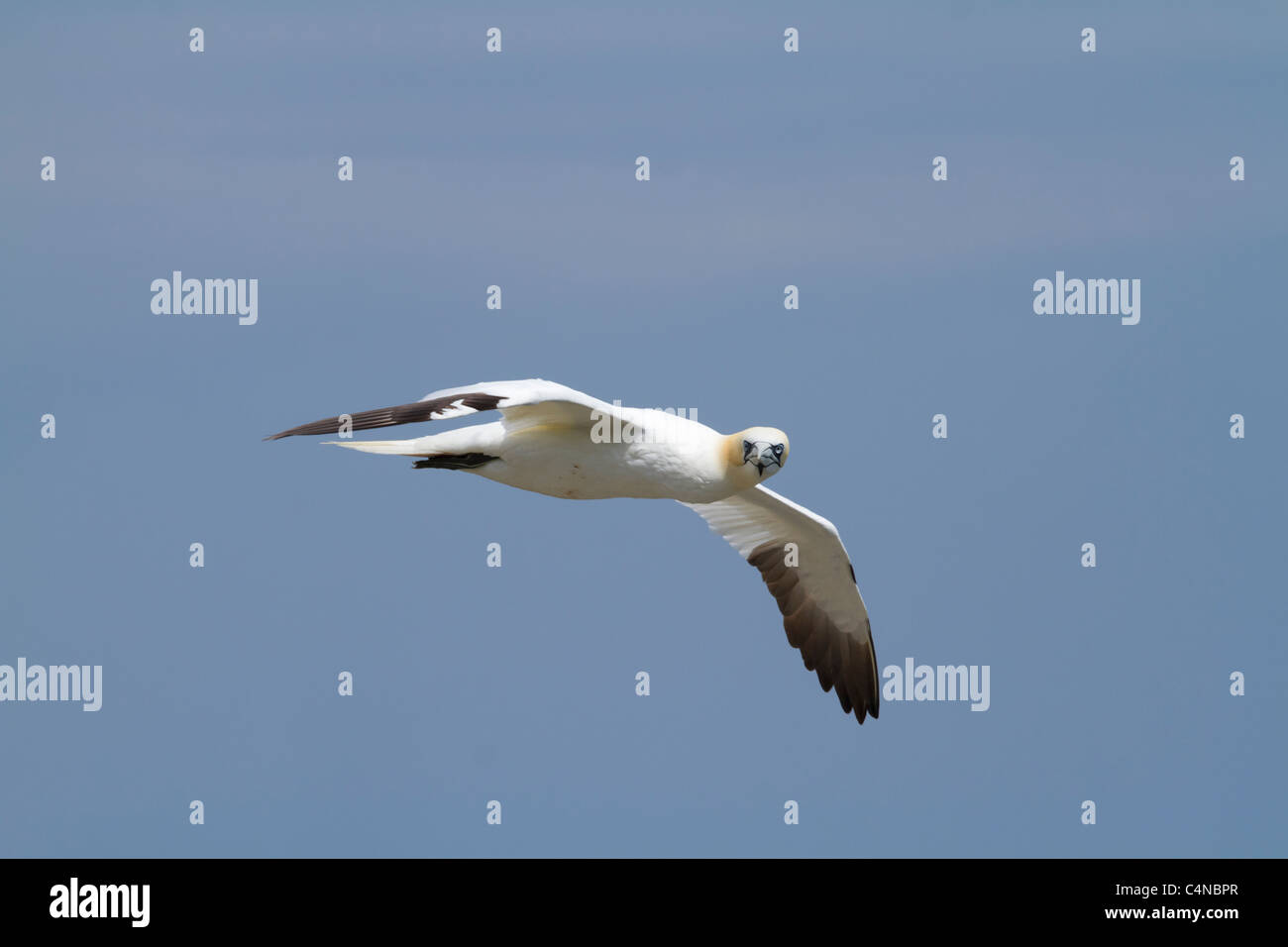Gannet A Beautiful sea bird in flight Stock Photo - Alamy