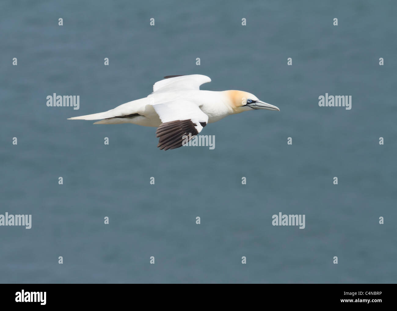 Gannet A Beautiful sea bird in flight Stock Photo - Alamy