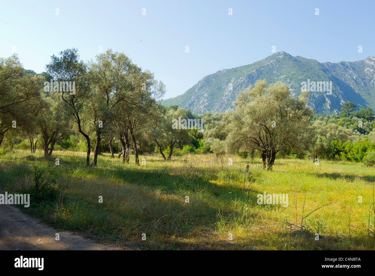 Ancient Olive Grove in Southern Turkey which holds many nesting birds ...