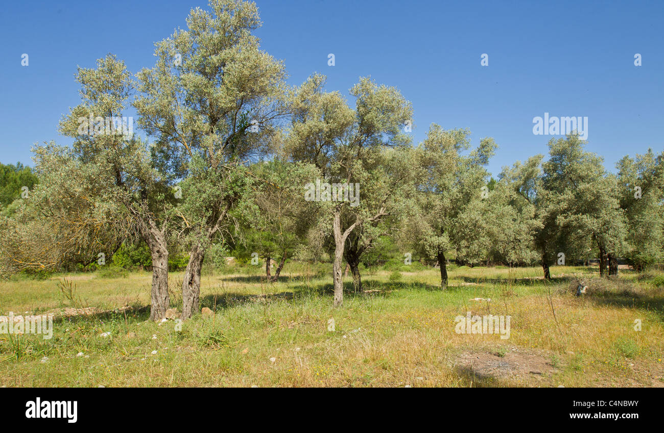 Ancient Olive Grove in Southern Turkey which holds many nesting birds ...
