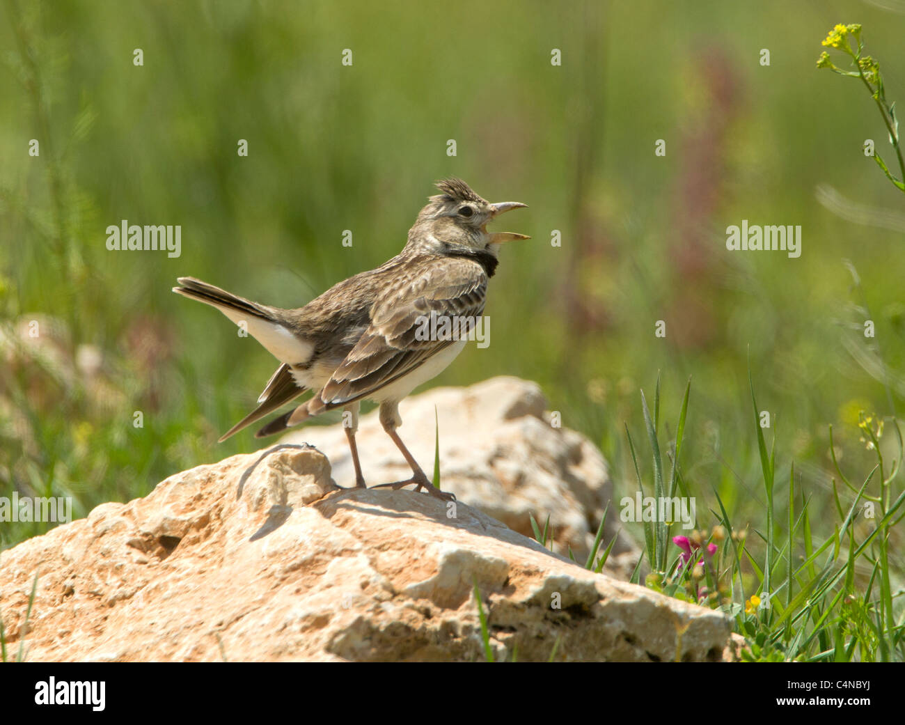 Calandra Lark Melanocorypha calandra in song with tail raised on ...