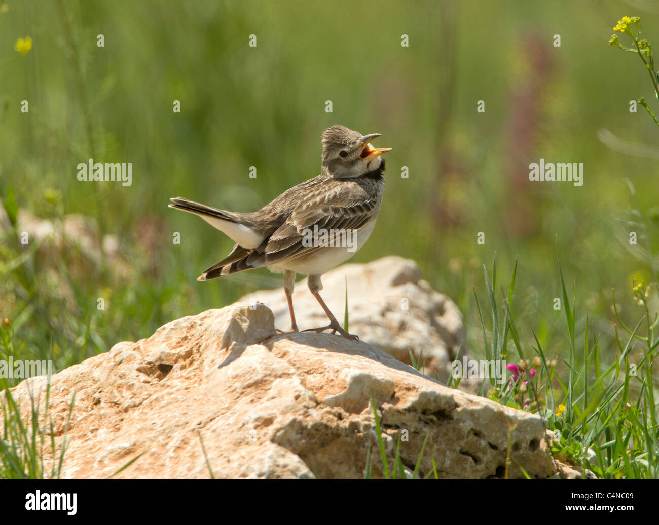 Calandra Lark Melanocorypha calandra in song with tail raised on ...
