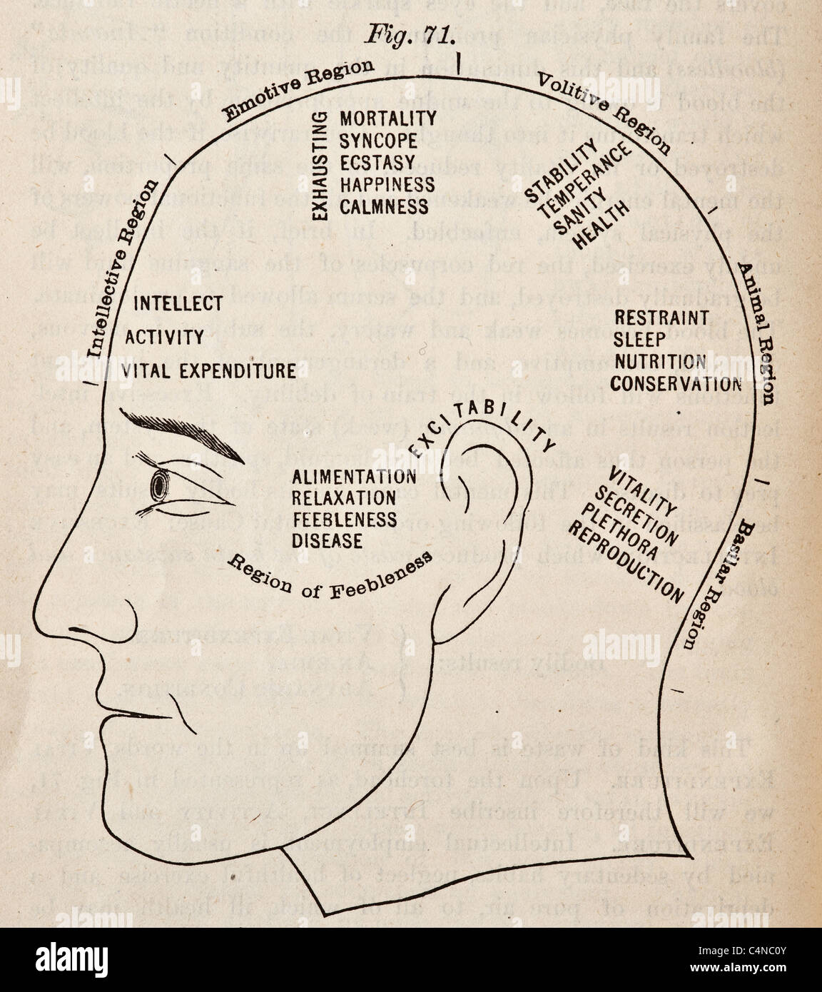 Phrenology head illustration hi-res stock photography and images - Alamy