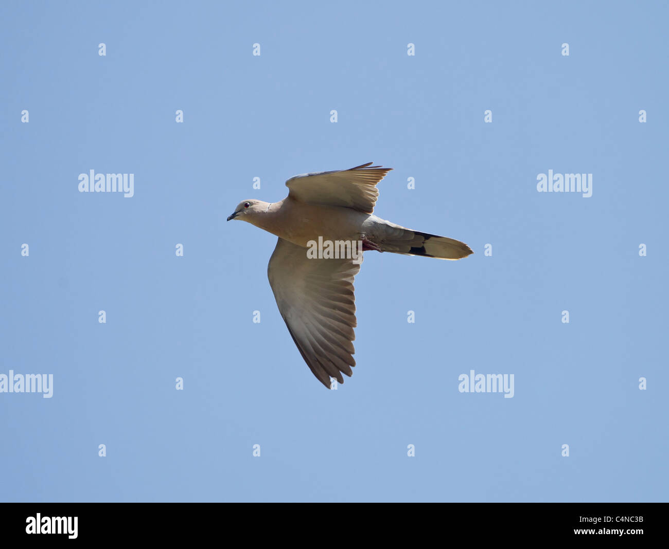 Collared Dove Streptopelia decaocto in flight against blue sky Stock ...