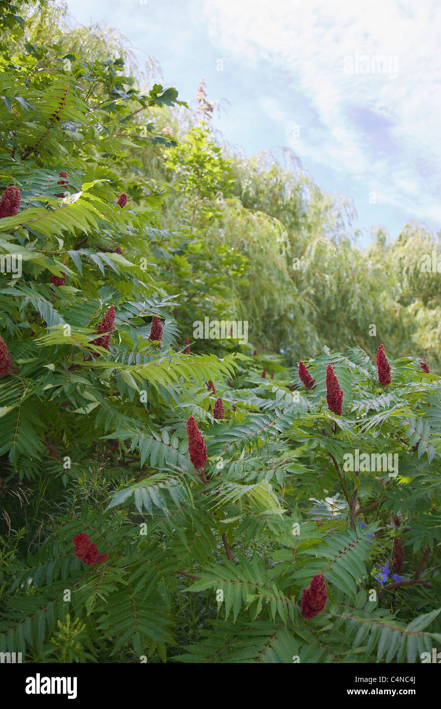 Sumac plant, Scarborough Bluffs, Scarborough, Ontario, Canada Stock ...