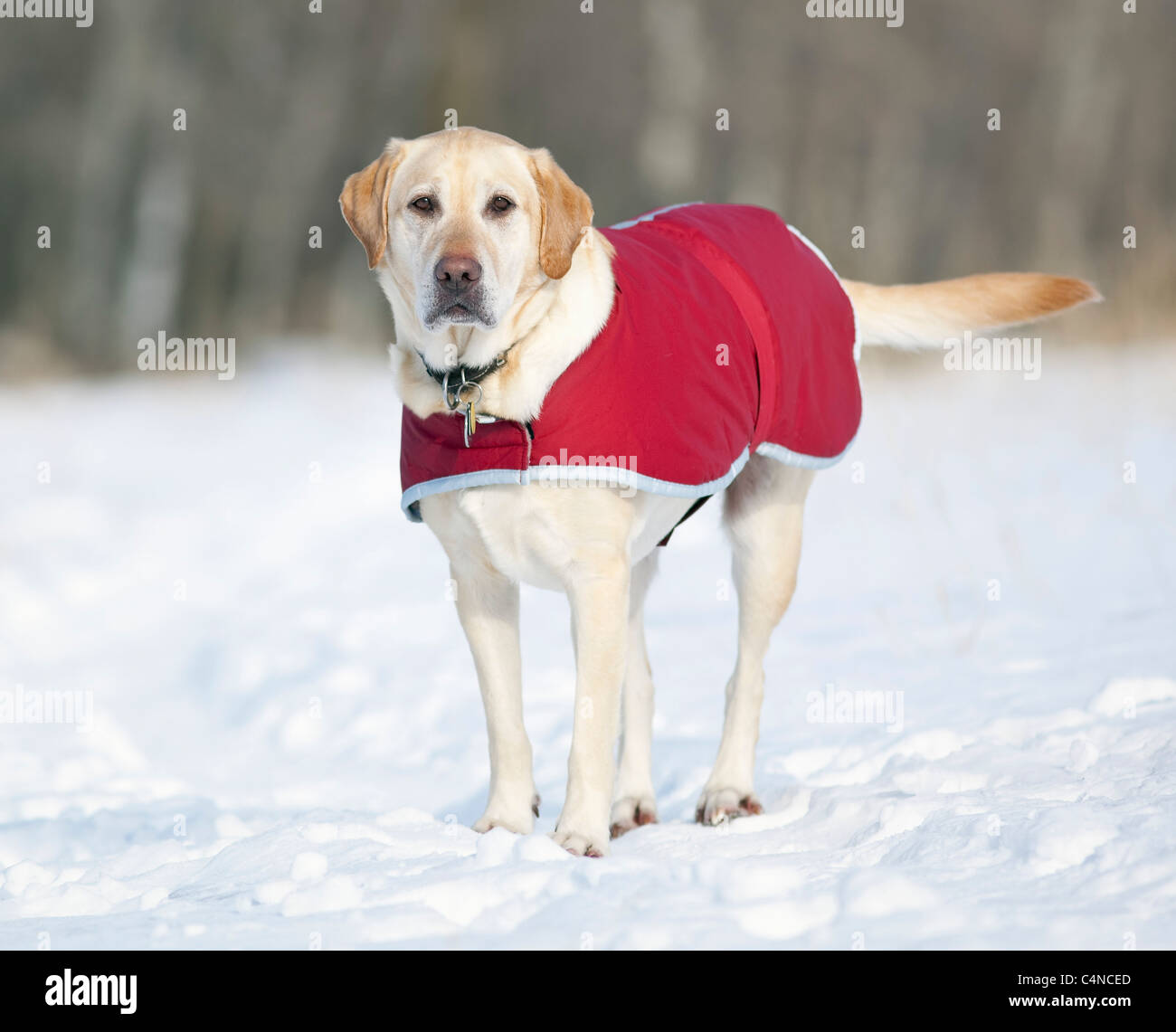 Yellow Labrador retriever dog wearing a coat on a cold winter day ...