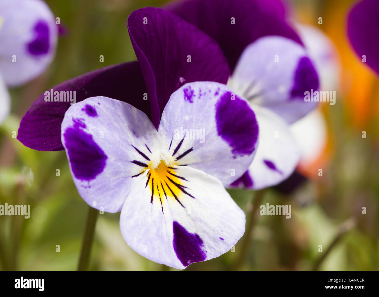 Viola pansy flower with beautiful Saturated Colour Stock Photo - Alamy